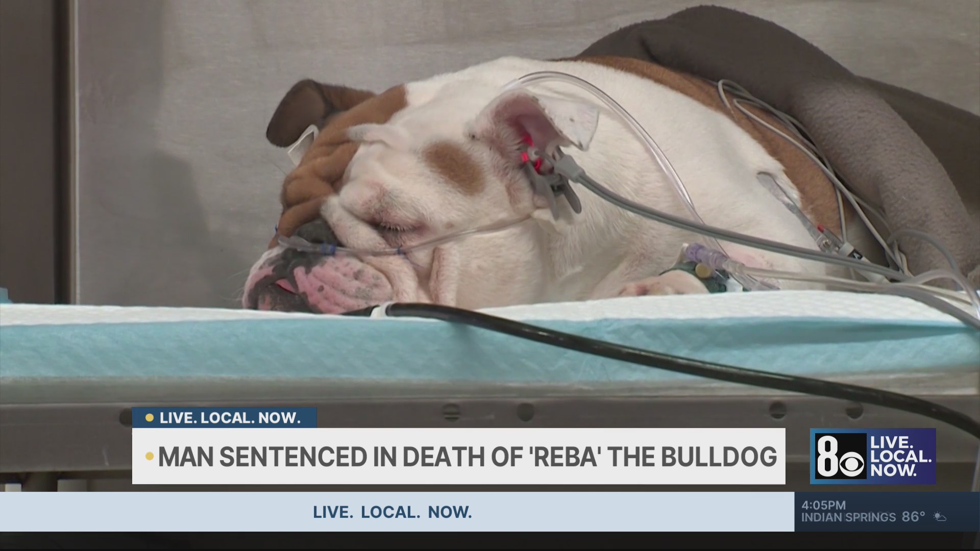 Las Vegas suspect in ‘Reba’ the bulldog’s death sentenced – KLAS