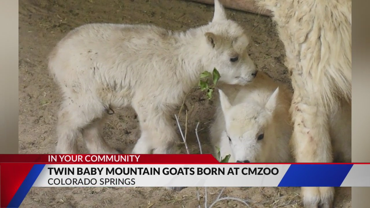 Baby goats born at Cheyenne Mountain Zoo – FOX21 News Colorado