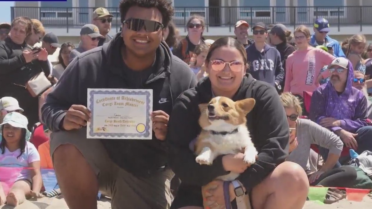 Corgi Beach Takeover returns to Seaside this weekend for a second year ...