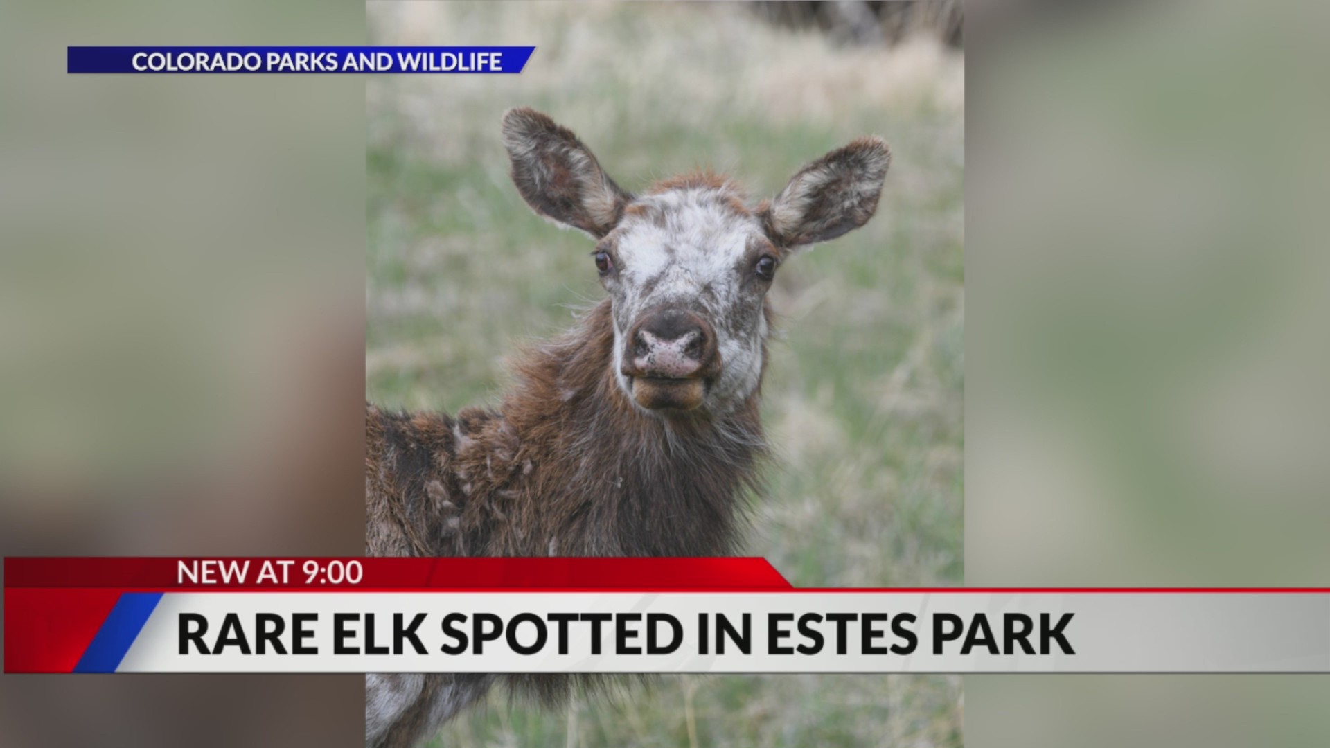 Rare elk recently spotted in Estes Park – FOX31 Denver