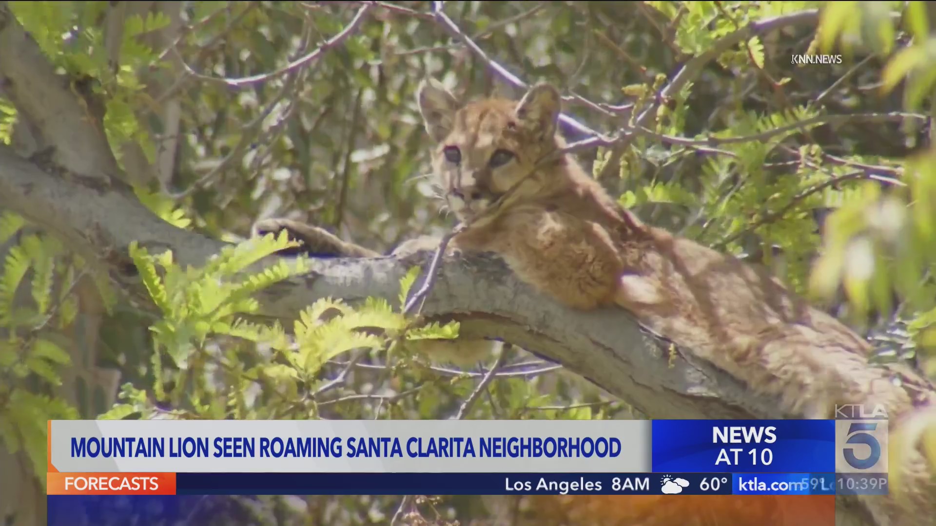 Fuzzy mountain lion cub lounges in Santa Clarita tree – KTLA