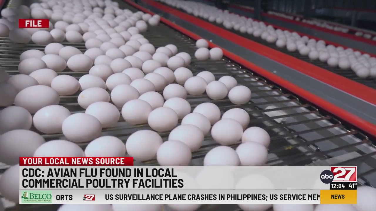 Bird flu detected at multiple Midstate Pennsylvania poultry farms – ABC27