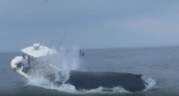 Whale capsizes boat off coast of New Hampshire – WNCT