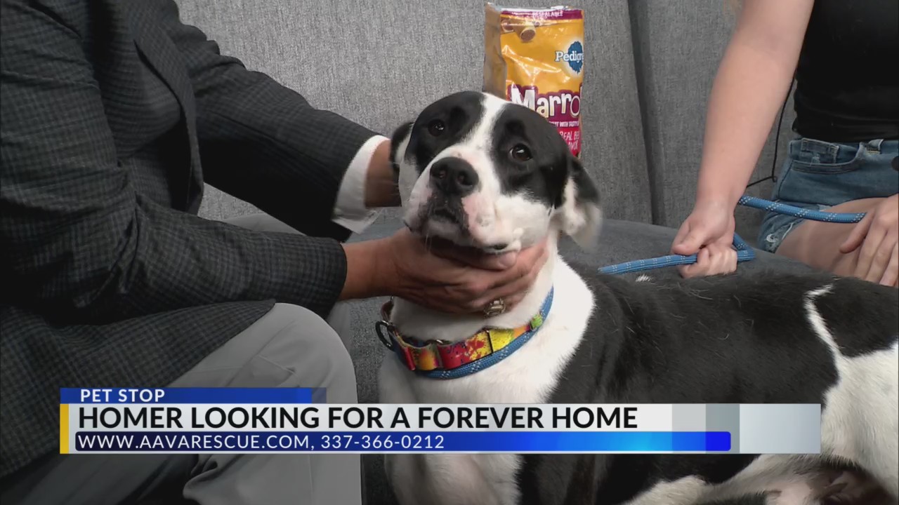 Pet Stop: Homer is looking for a home with AAVA – KLFY.com