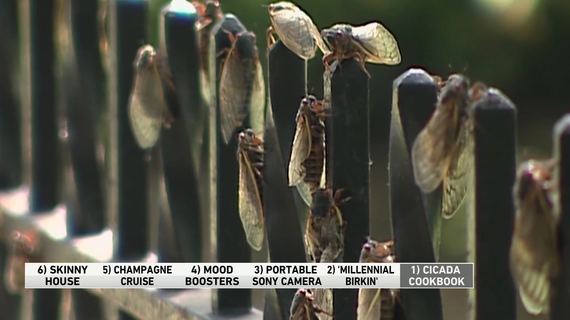 Grab your copy of the cicada cookbook – WGN-TV