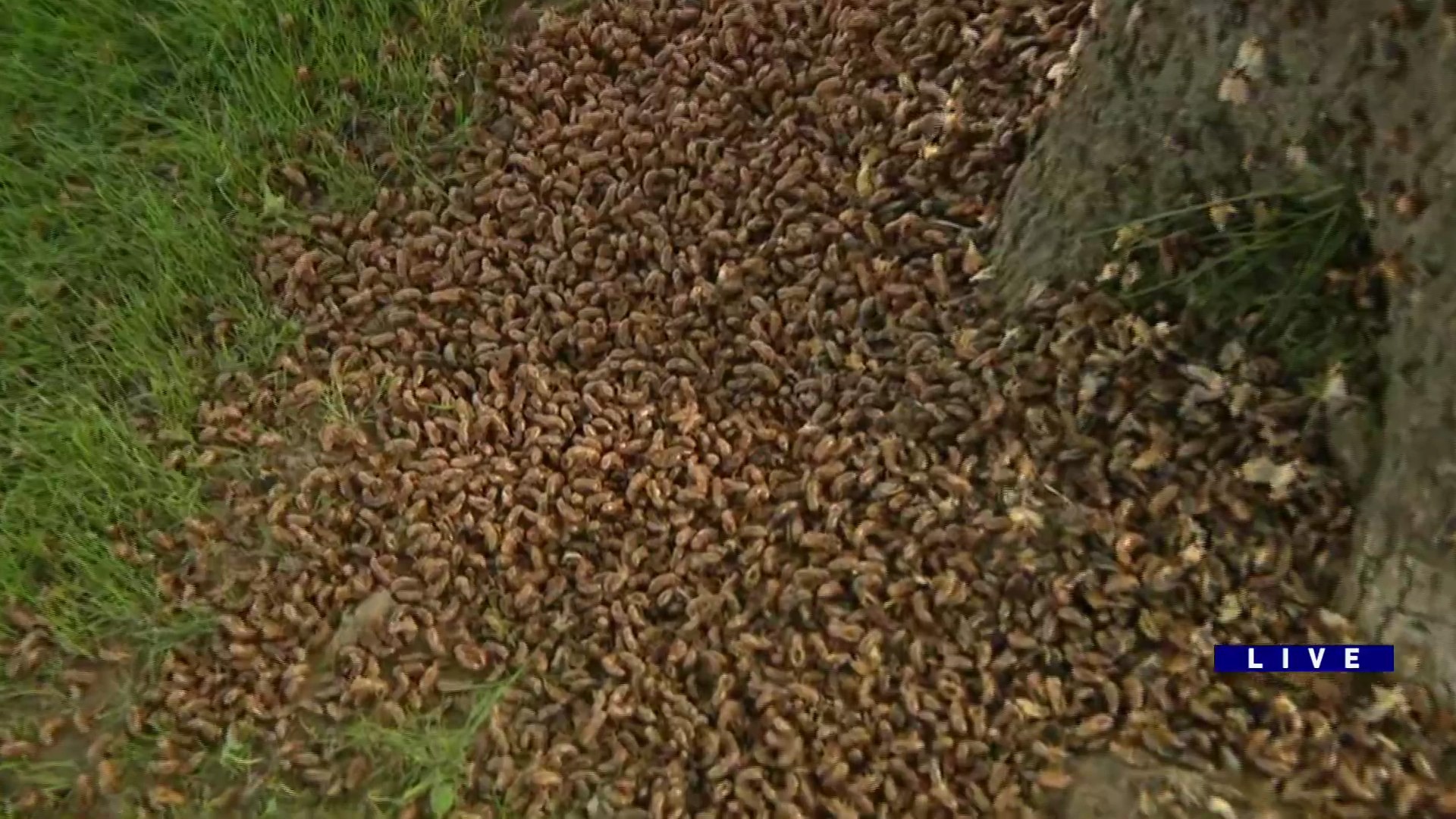 Marcus finds piles of cicada shells in Western Springs – who13.com