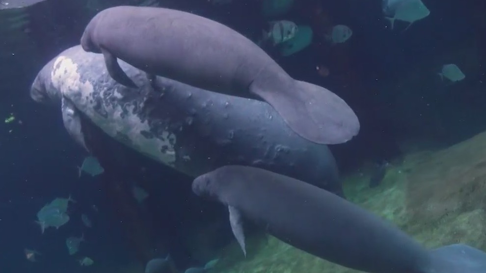 5 manatees are homebound after rehab at SeaWorld Orlando | Morning in ...