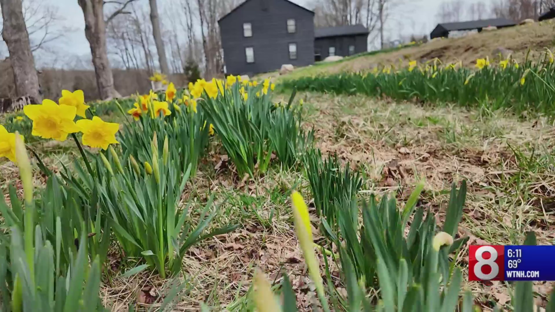 Connecticut’s only pick-your-own daffodil farm celebrating 30 year ...