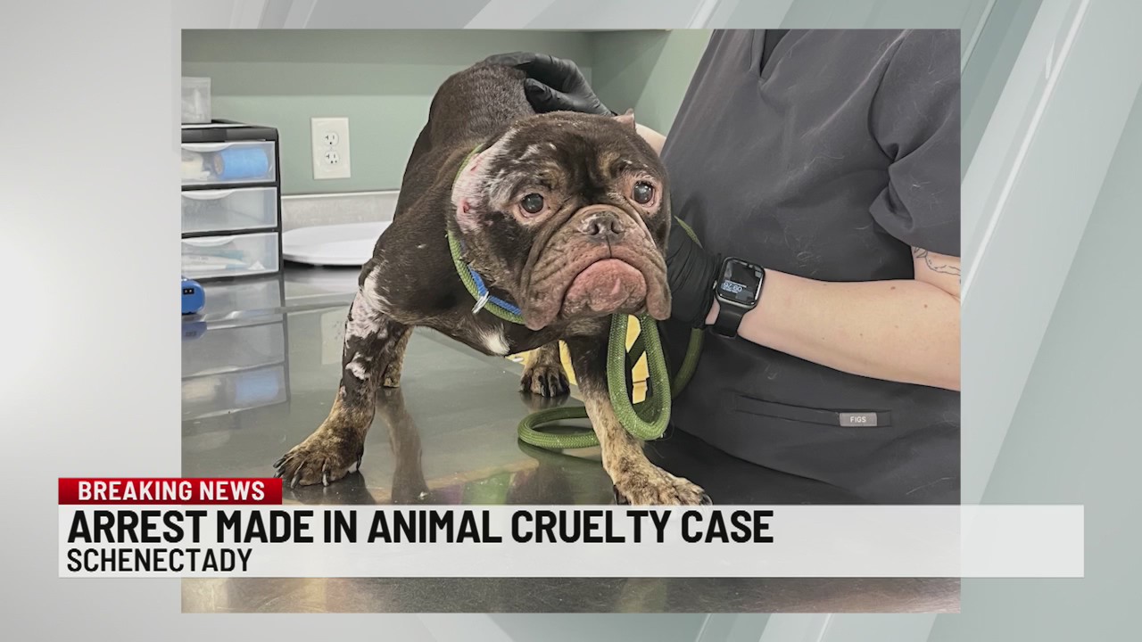 Arrest made in Schenectady animal cruelty case – NEWS10 ABC