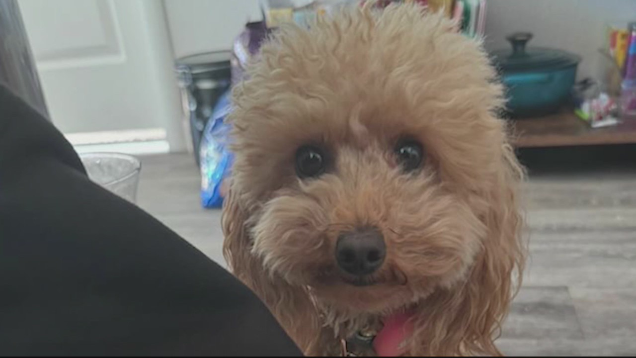 Toy poodle mauled to death in San Francisco dog park – KRON4