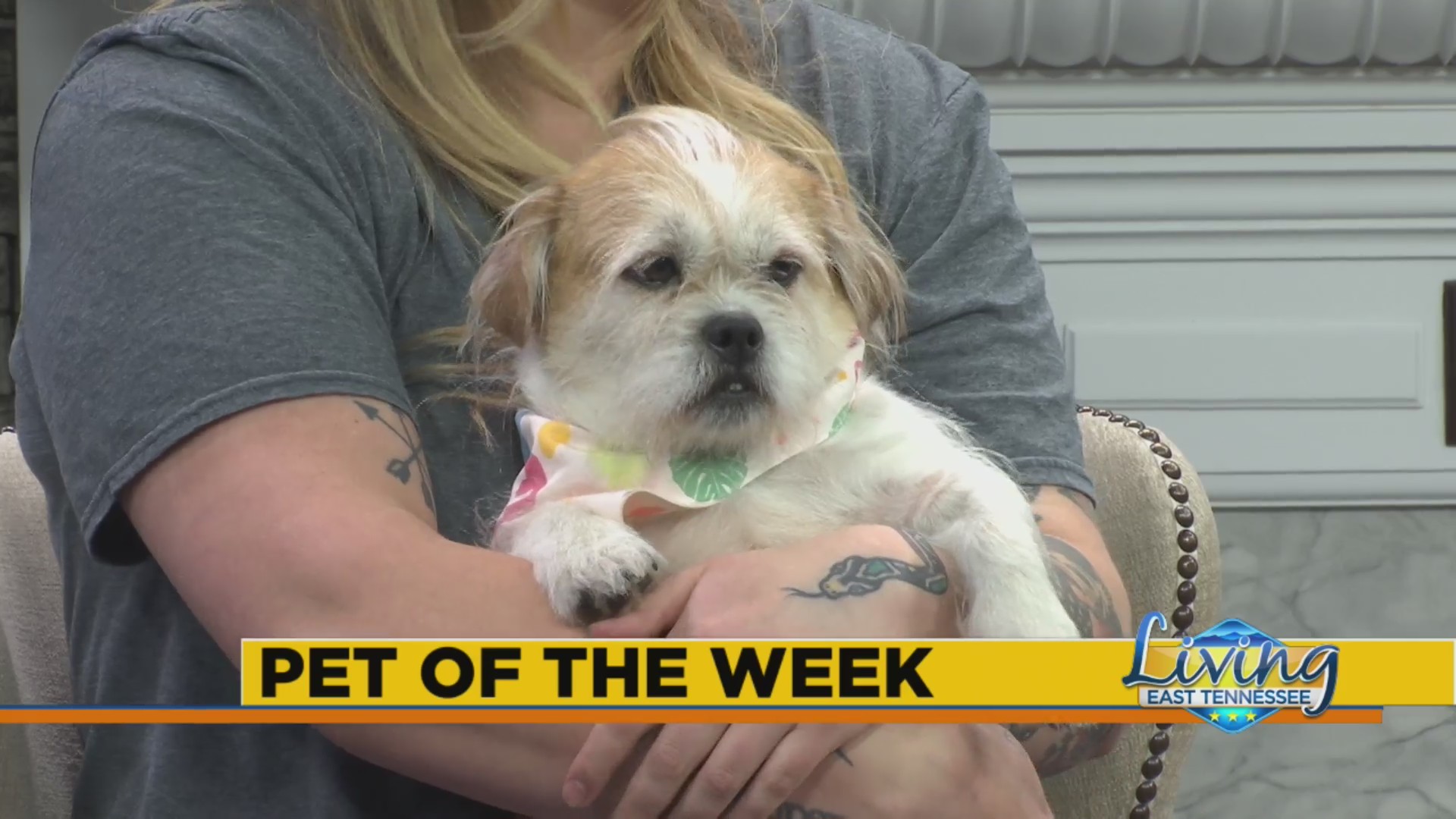Meet the Pet of the Week: Ginger – WATE 6 On Your Side