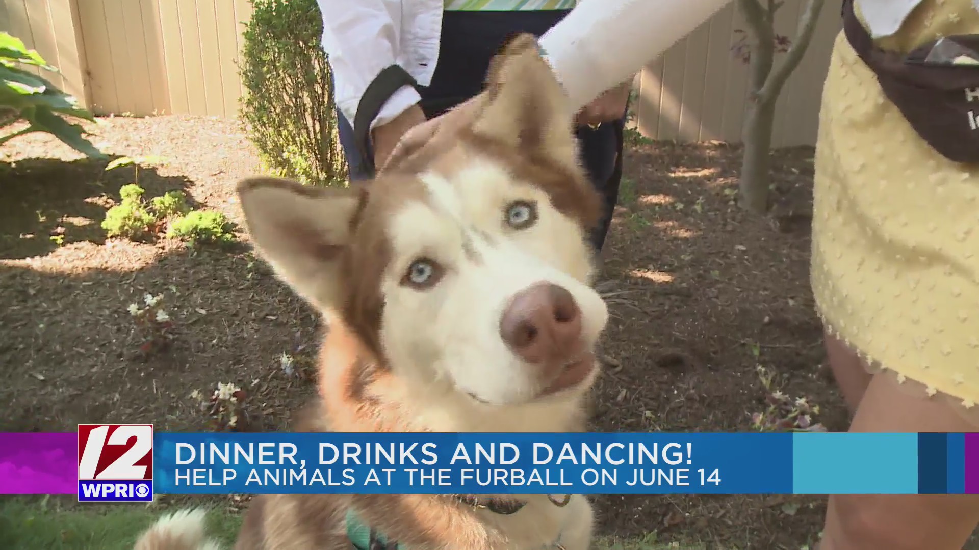 Help animals find their furever homes at The Furball June 14! – WPRI.com