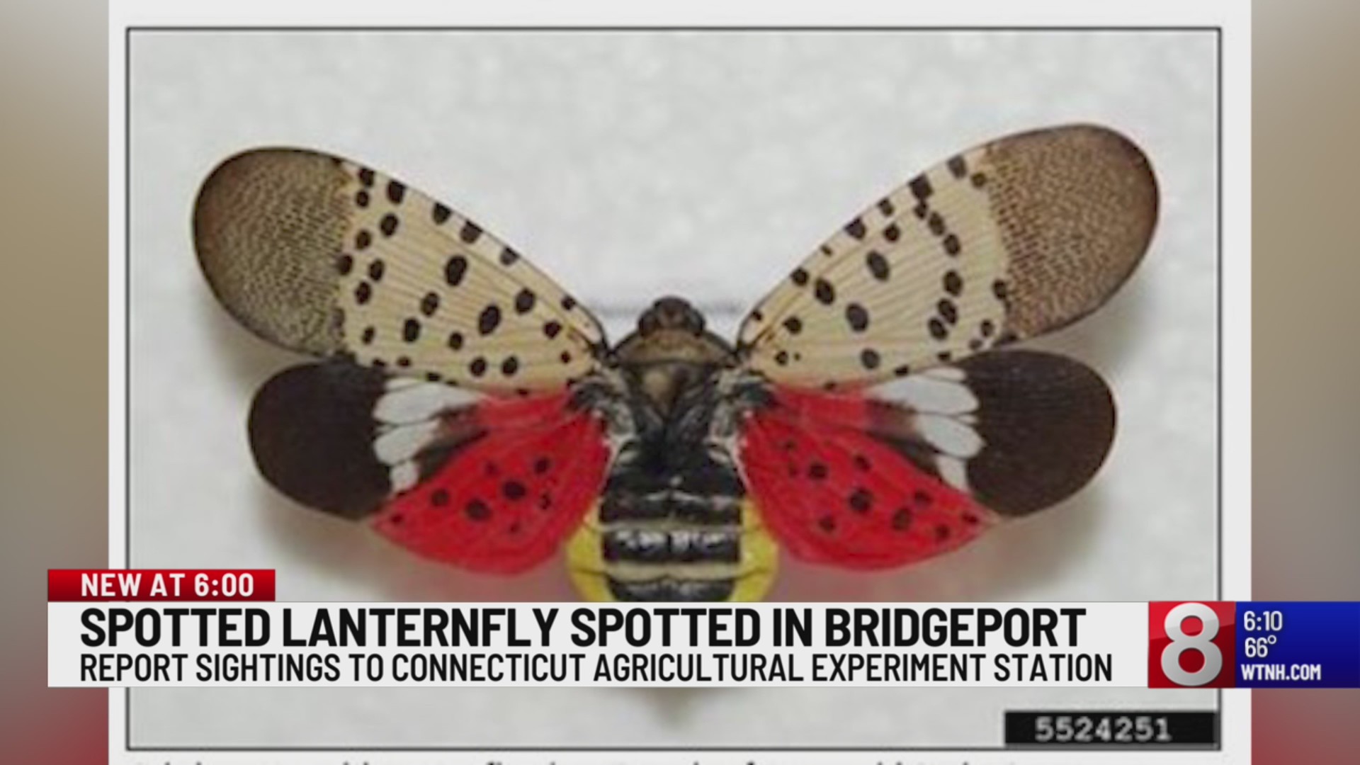 Connecticut, look out for spotted lanternflies – WTNH.com