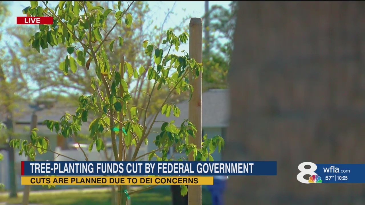 Tree-planting funds cut by federal government, due to DEI purge – WFLA