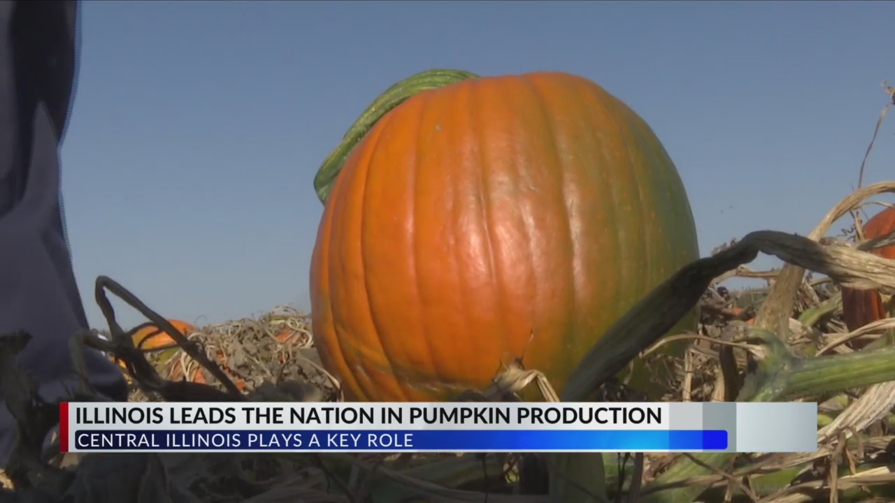 Central Illinois leading the nation in pumpkin production – CIProud.com