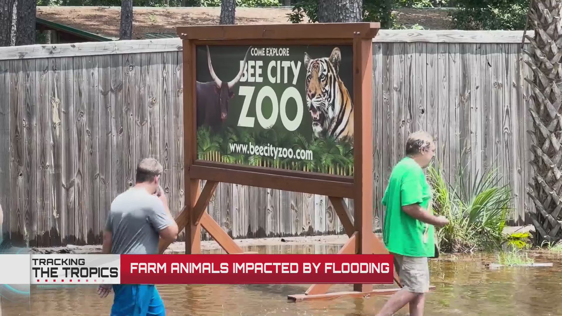 Farm animals in Colleton County impacted by flooding – WCBD News 2