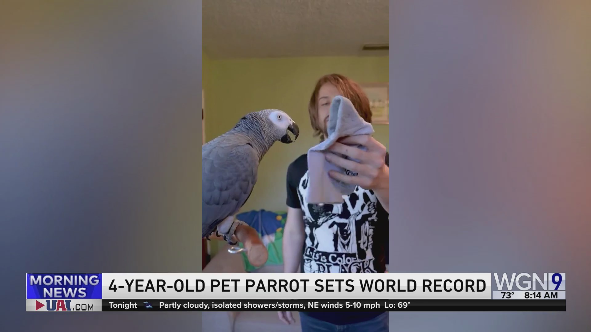 Pet Parrot Sets World Record – WGN-TV