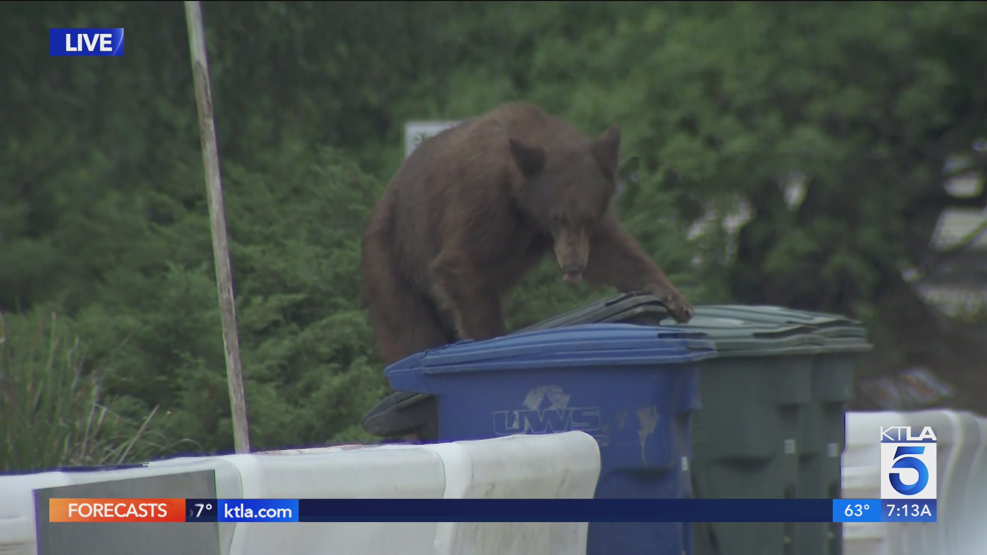 Bear grabs a bite to eat behind KTLA reporter – WIVT – News 34