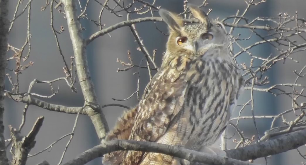 Flaco the owl exhibition coming next month – PIX11