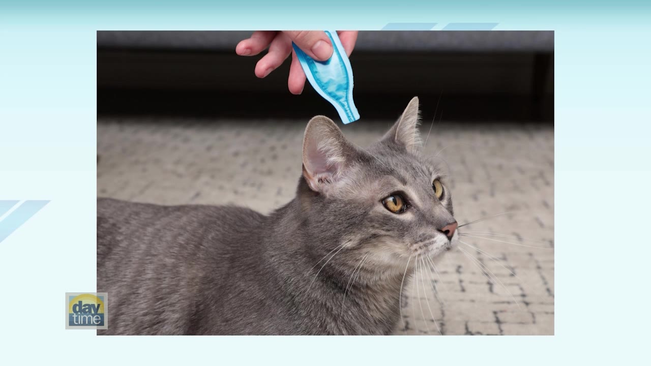 Pet Living with Kristen Levine 6-3-24 – WFLA