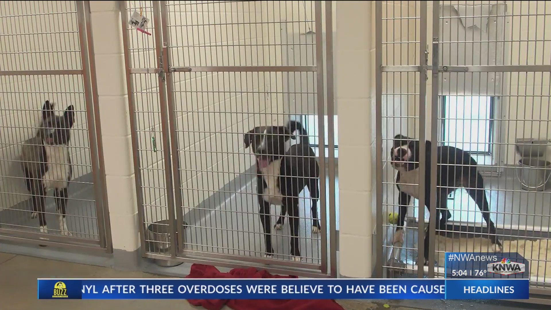 6,300 shelter pets euthanized in Arkansas in 2024, Best Friends Animal ...