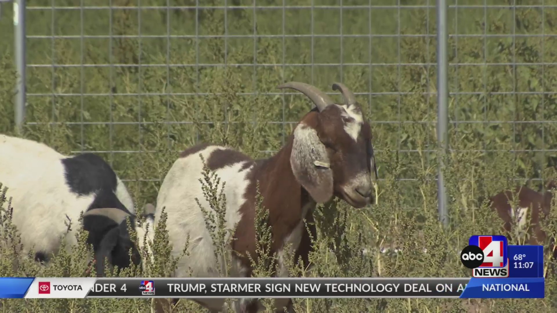 Utah home builder uses goats as natural landscaper – ABC4 Utah
