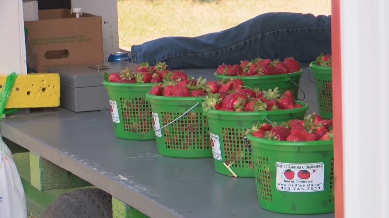 22nd annual Wayne Scott Strawberry Festival – WJHL | Tri-Cities News ...