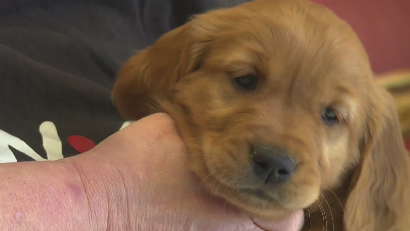Ronald McDonald House teams up with Piles of Puppies to bring joy to ...