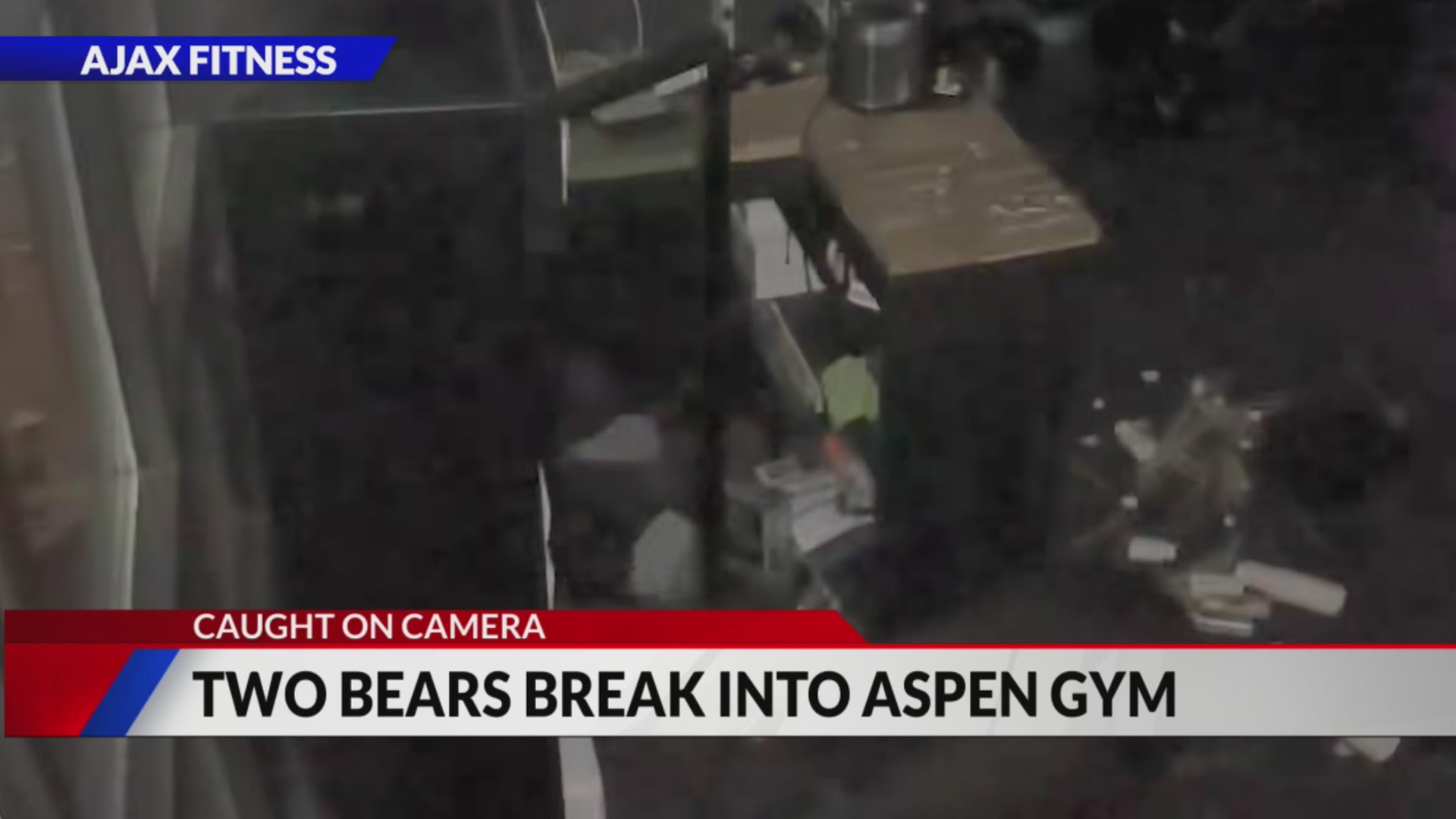 Two bears break into Aspen gym – FOX31 Denver