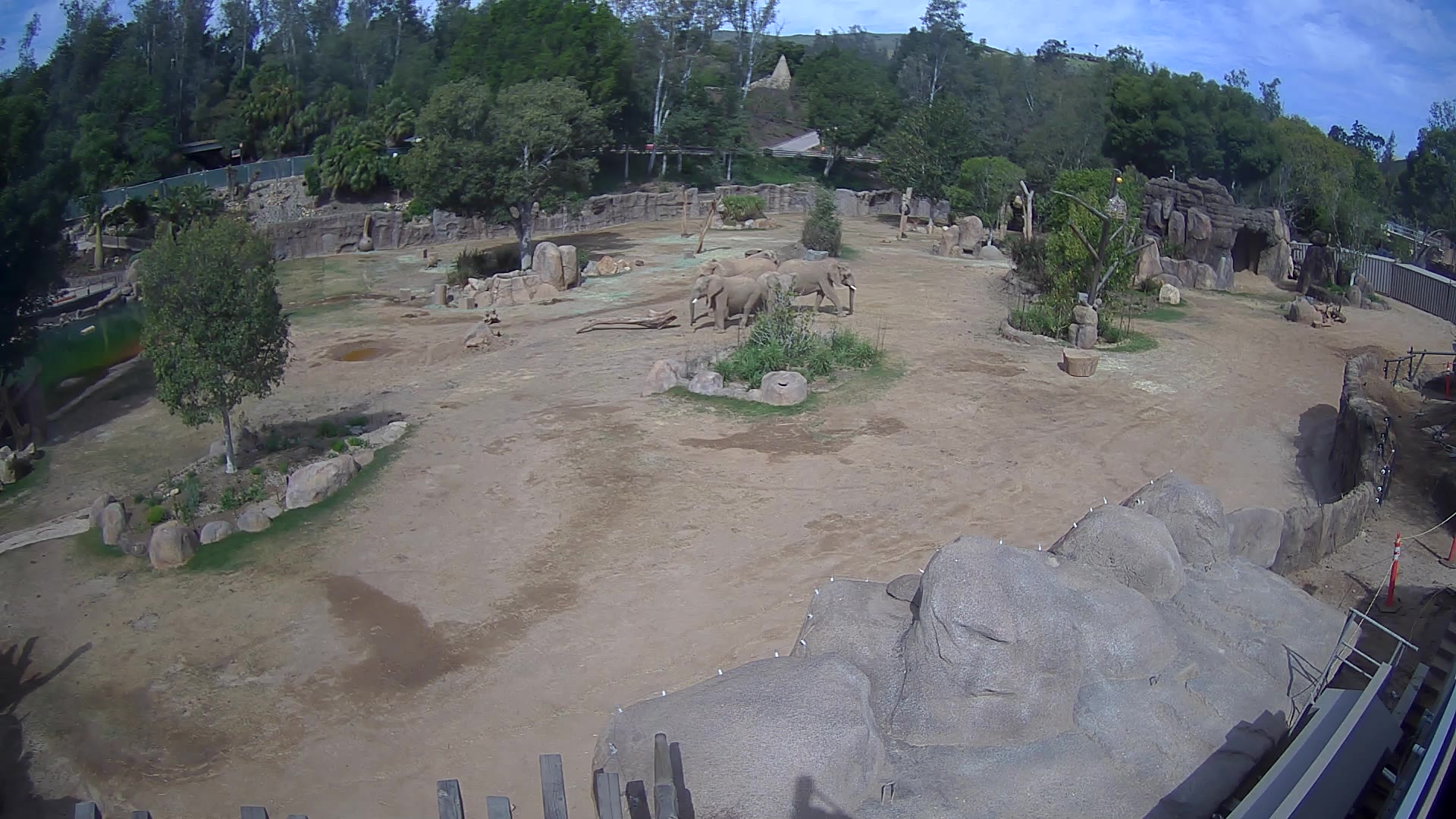 Watch: Elephants at San Diego Zoo Safari Park form protective circle ...