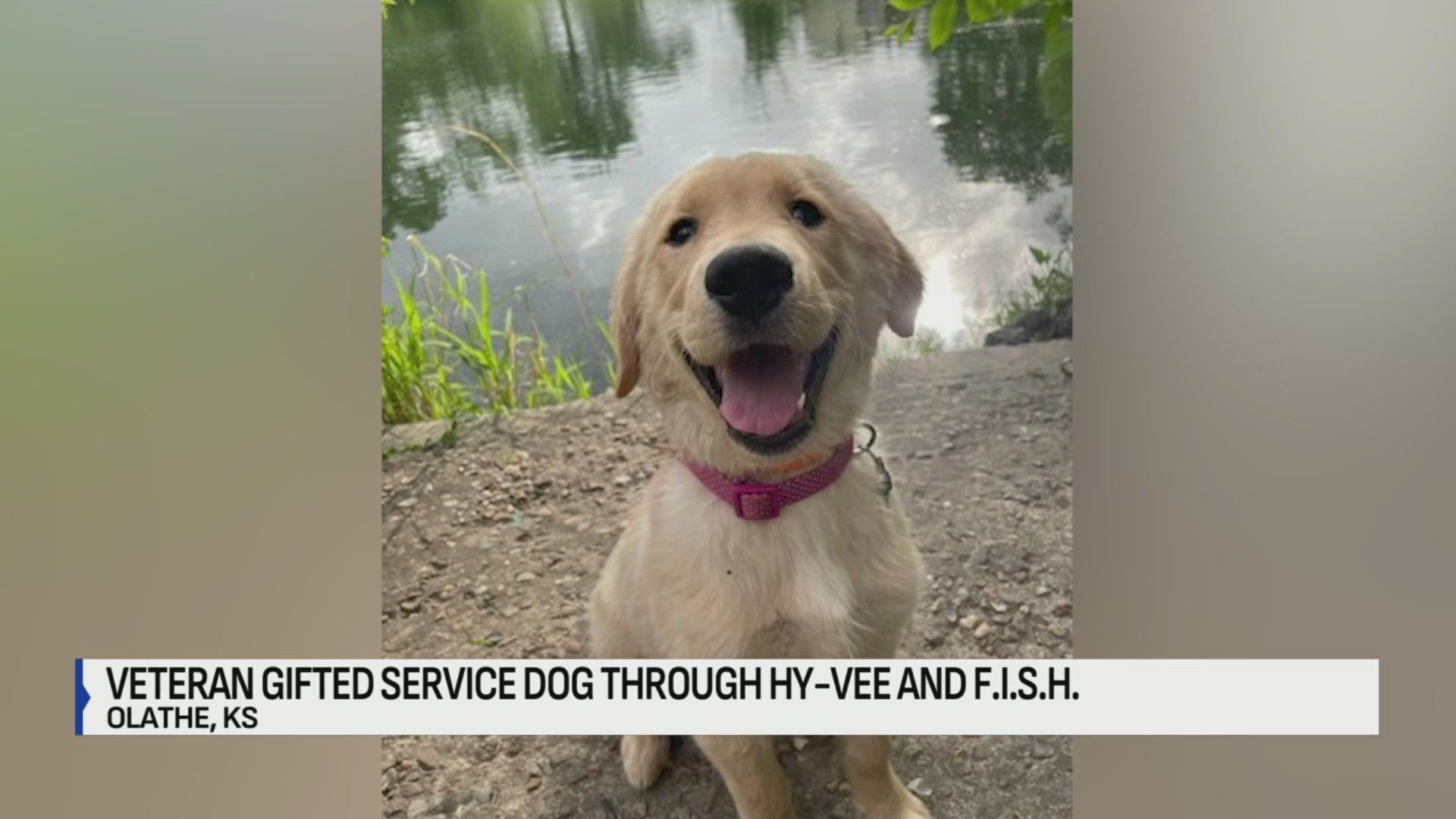 Veteran gifted service dog through Hy-Vee and F.I.S.H. – FOX 4 Kansas ...