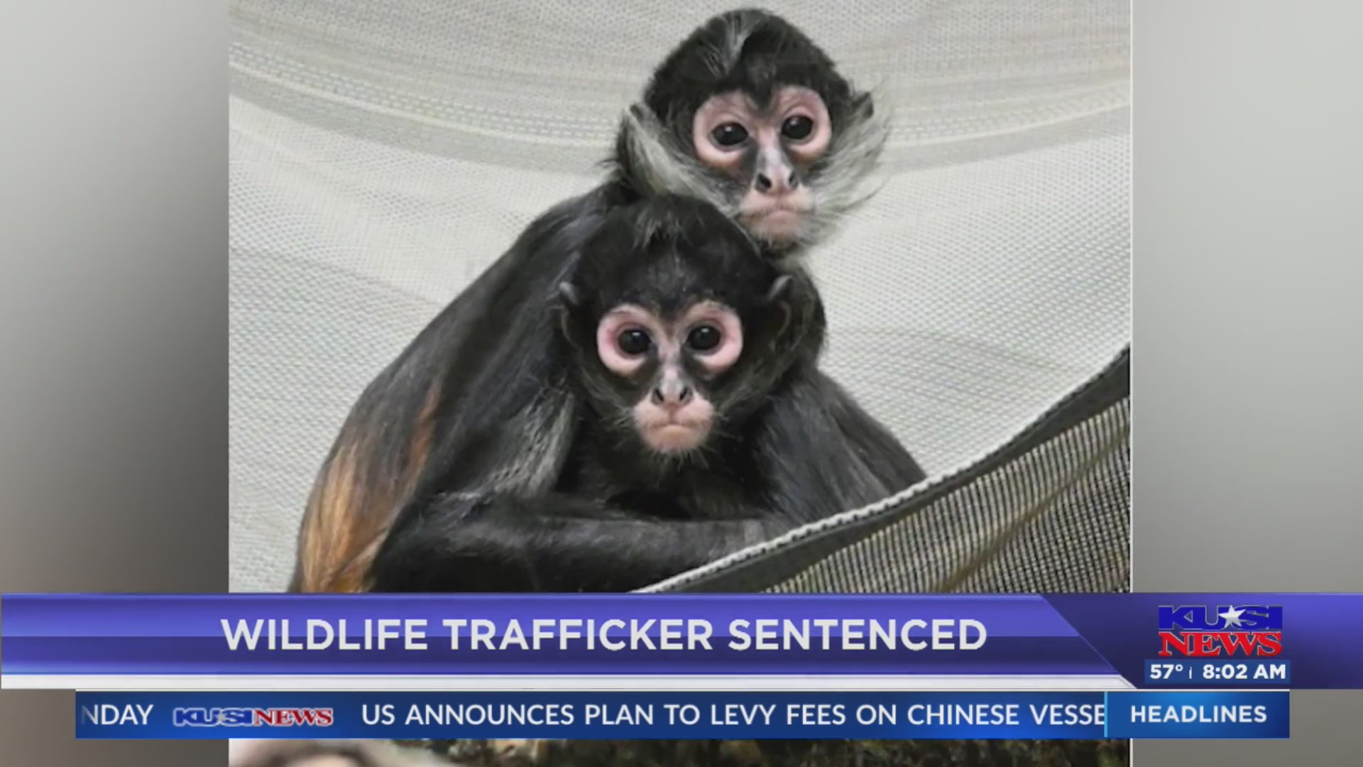 Man sentenced for smuggling baby spider monkeys across U.S.-Mexico ...