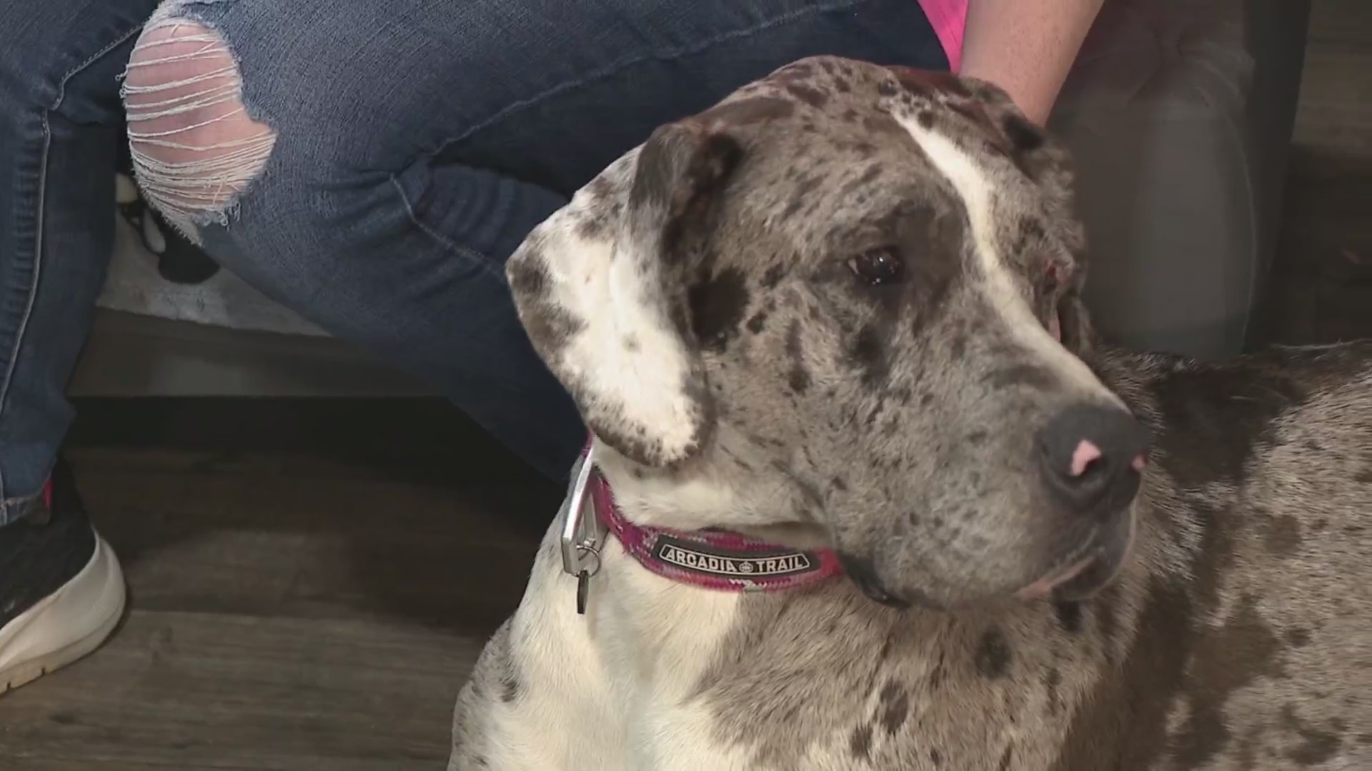 Pay it Forward: Great Dane rescue founder has a big heart – FOX 4 ...
