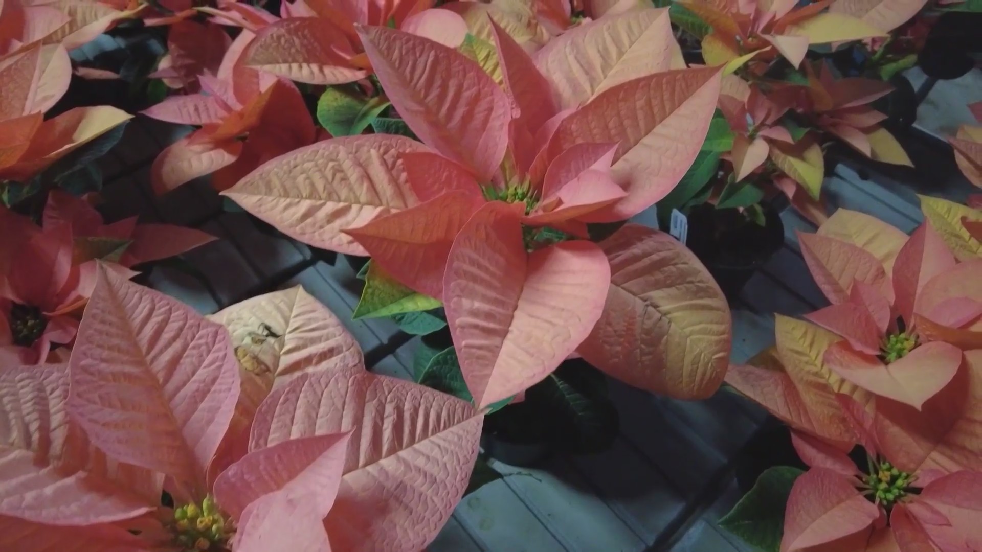 Holiday plant with Aztec roots grown locally in Fresno – CBS47 and ...