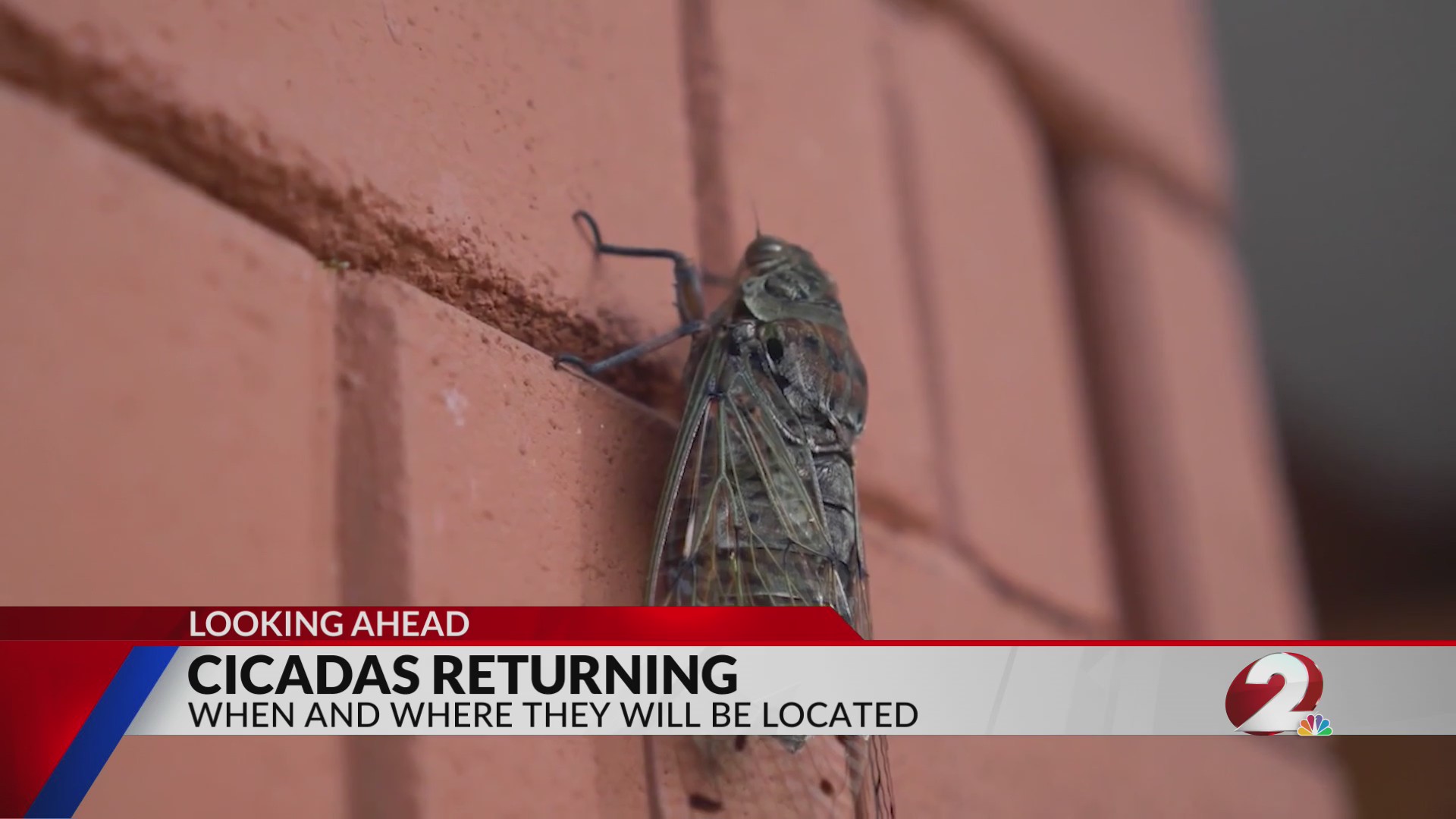 Cicadas return this month, where they will be most concentrated? – WDTN.com