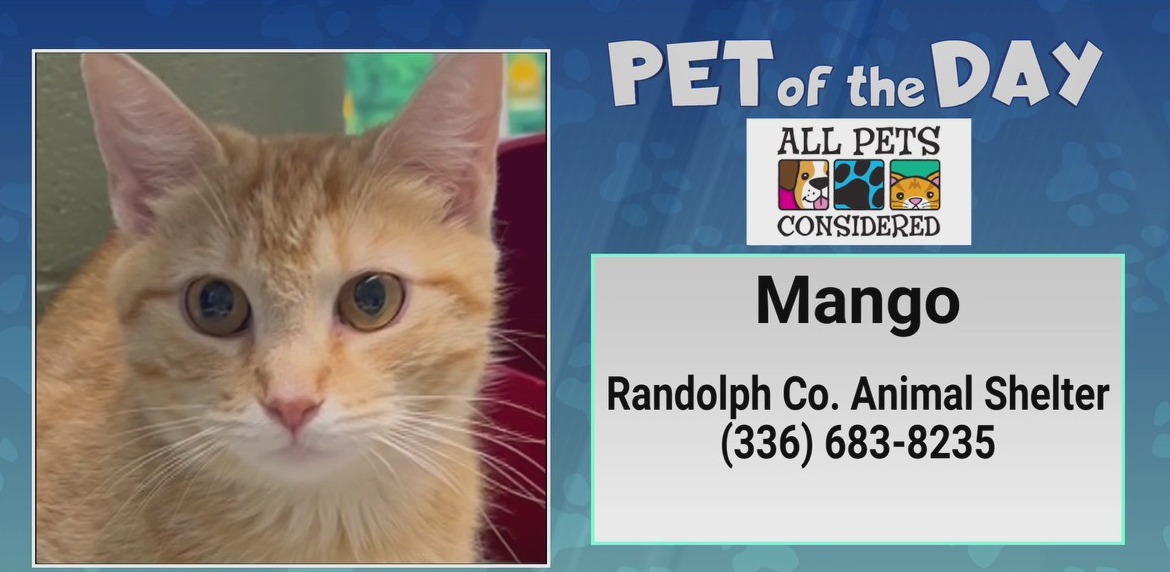 Pet of the Day: Mango the mango-nificent cat – FOX8 WGHP