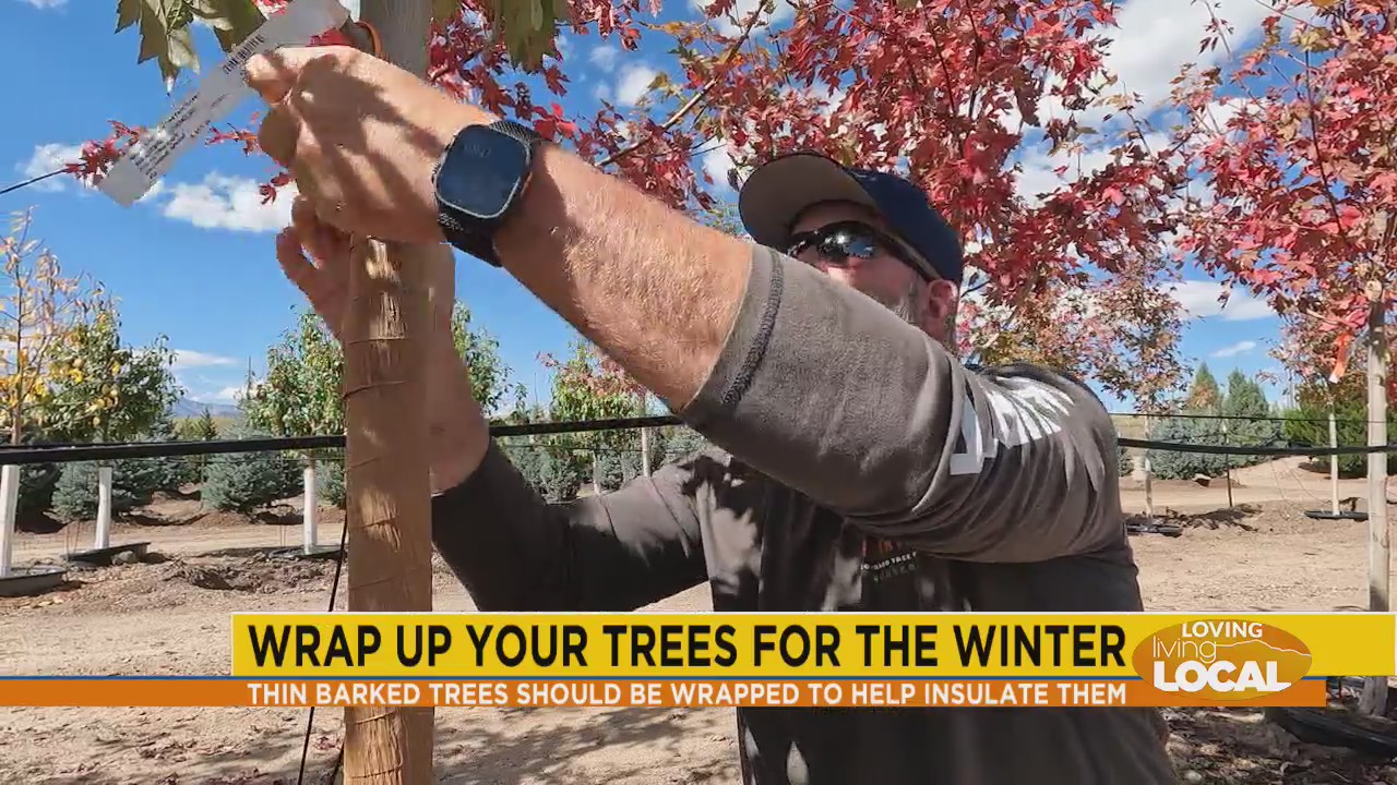 Wrapping your trees for winter with Heidrich’s Colorado Tree Farm ...