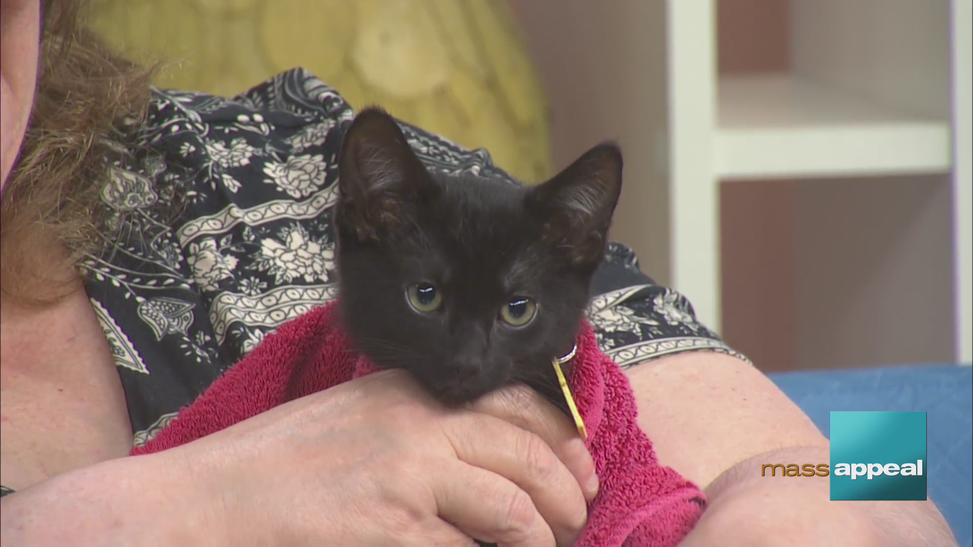 Mass Appeal Pet of the Week: Meet Flash! – WWLP