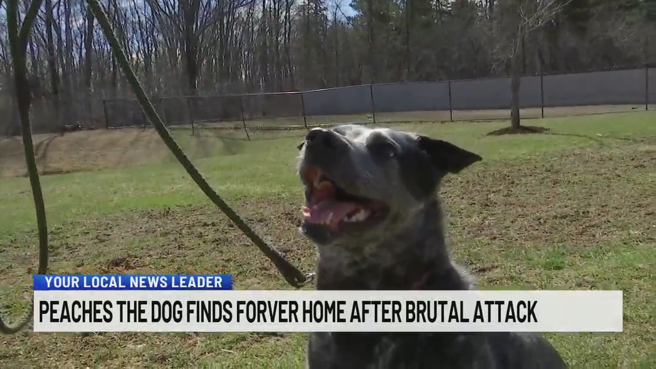 Peaches the dog finds forever home after brutal attack – NEWS10 ABC