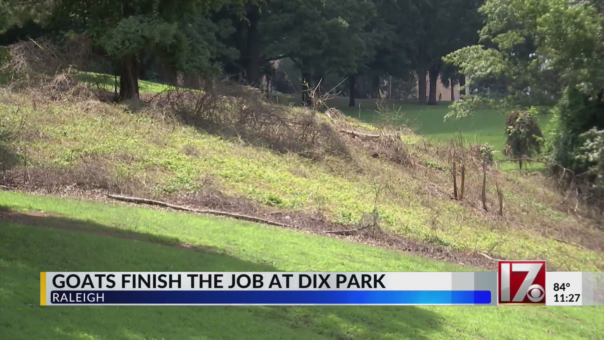 Raleigh goats complete mowing mission at Dix Park – CBS17.com