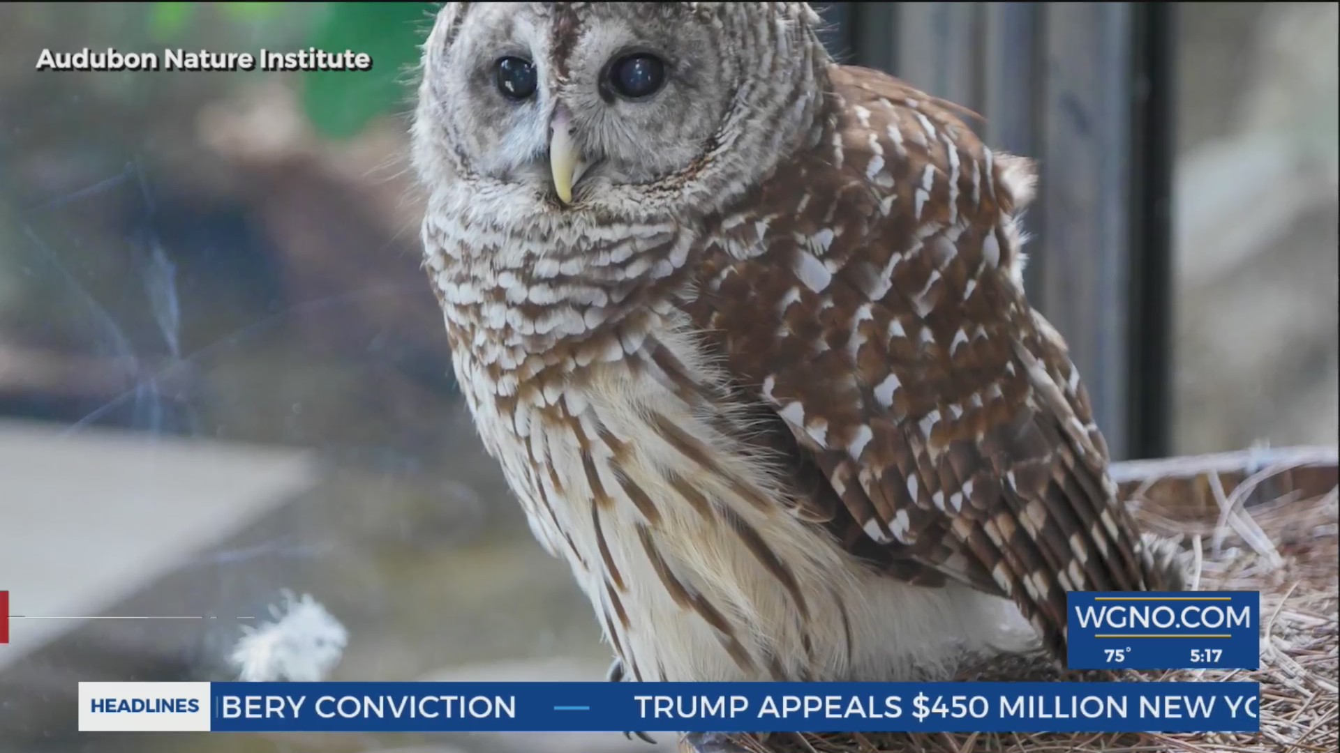 ‘Popular’ Audubon Aquarium owl dies – WGNO