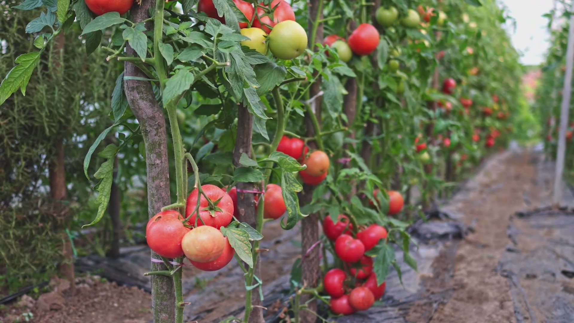 Plant Daddy: Harvesting tomato seeds, Hibiscus colors & more – WGN-TV