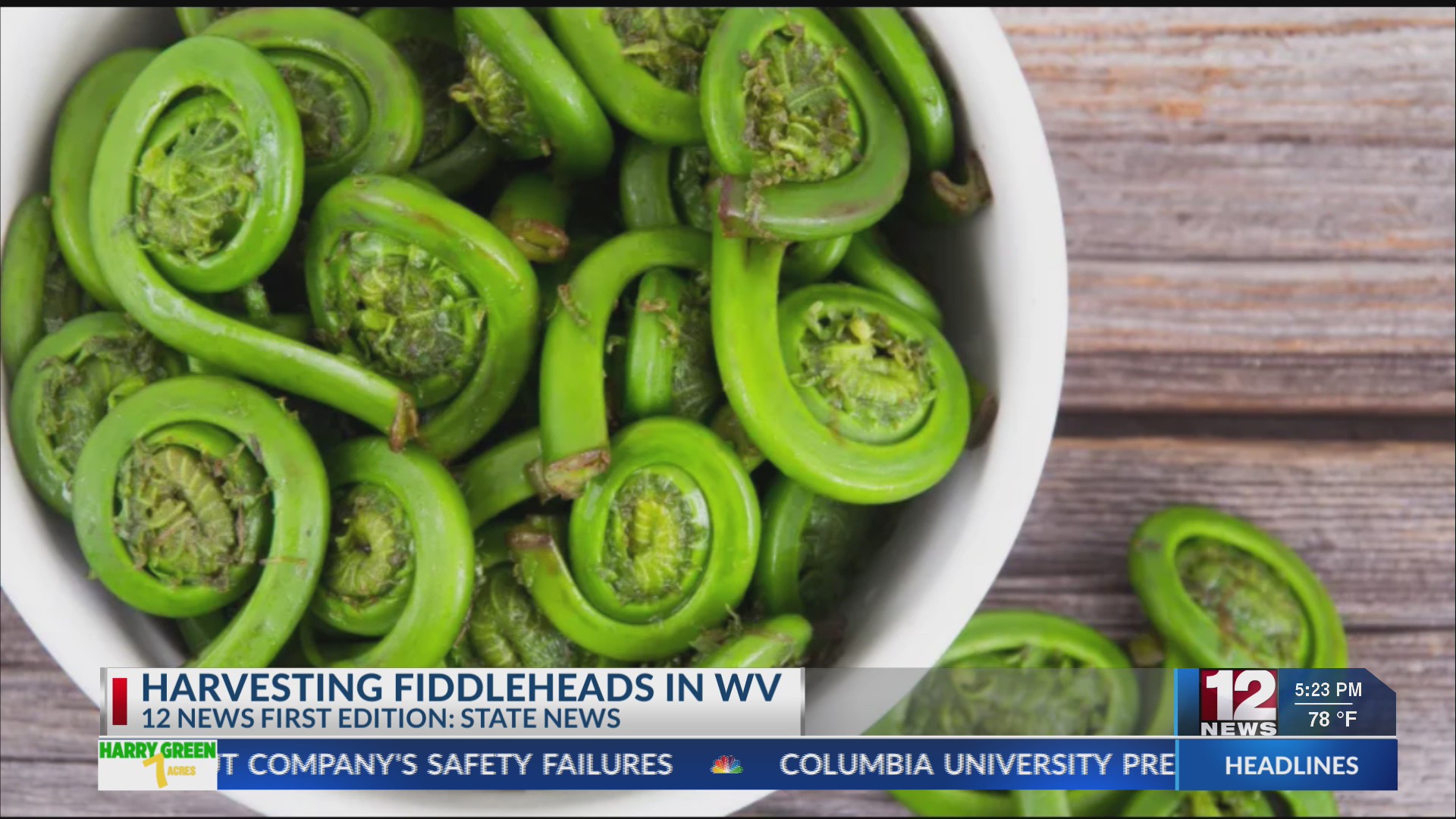 How to harvest fiddleheads, West Virginia’s lesser-known forageable ...