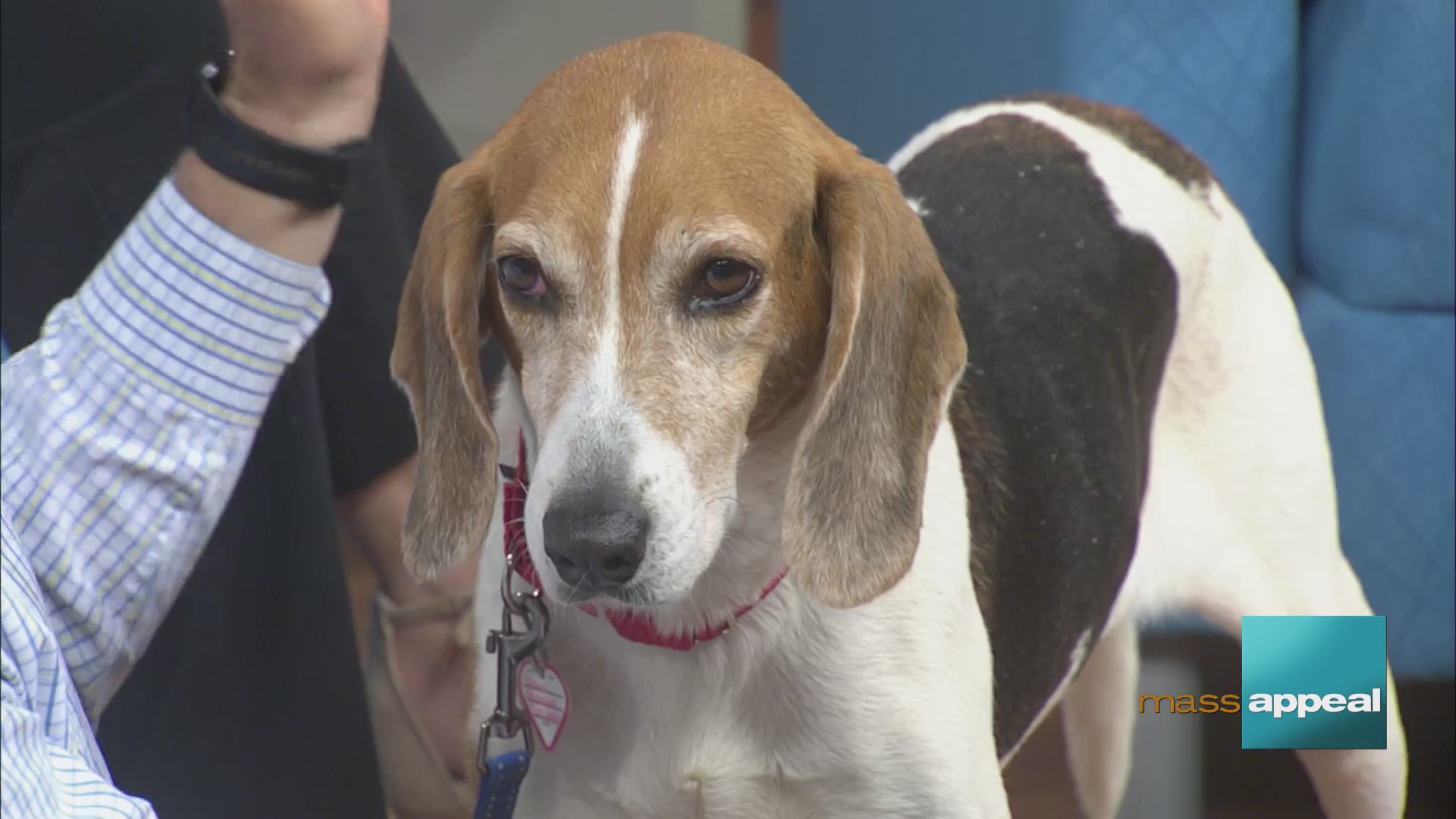 Mass Appeal Pet of the Week: Meet Bonita! – WWLP