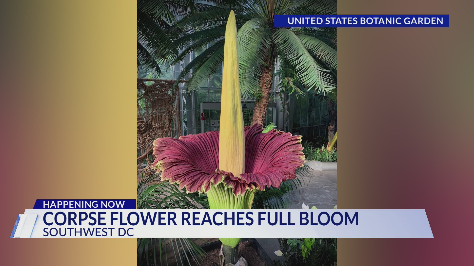 US Botanic Garden’s corpse flower is in full bloom – DC News Now | DC ...