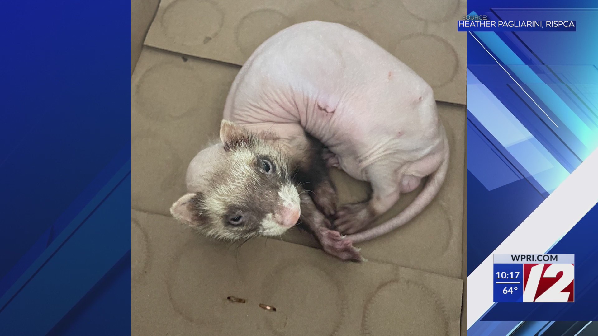 RISPCA seeks donations for abandoned furless ferret – WPRI.com