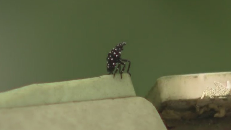Now is best time to kill harmful bugs in NY; here’s why – PIX11