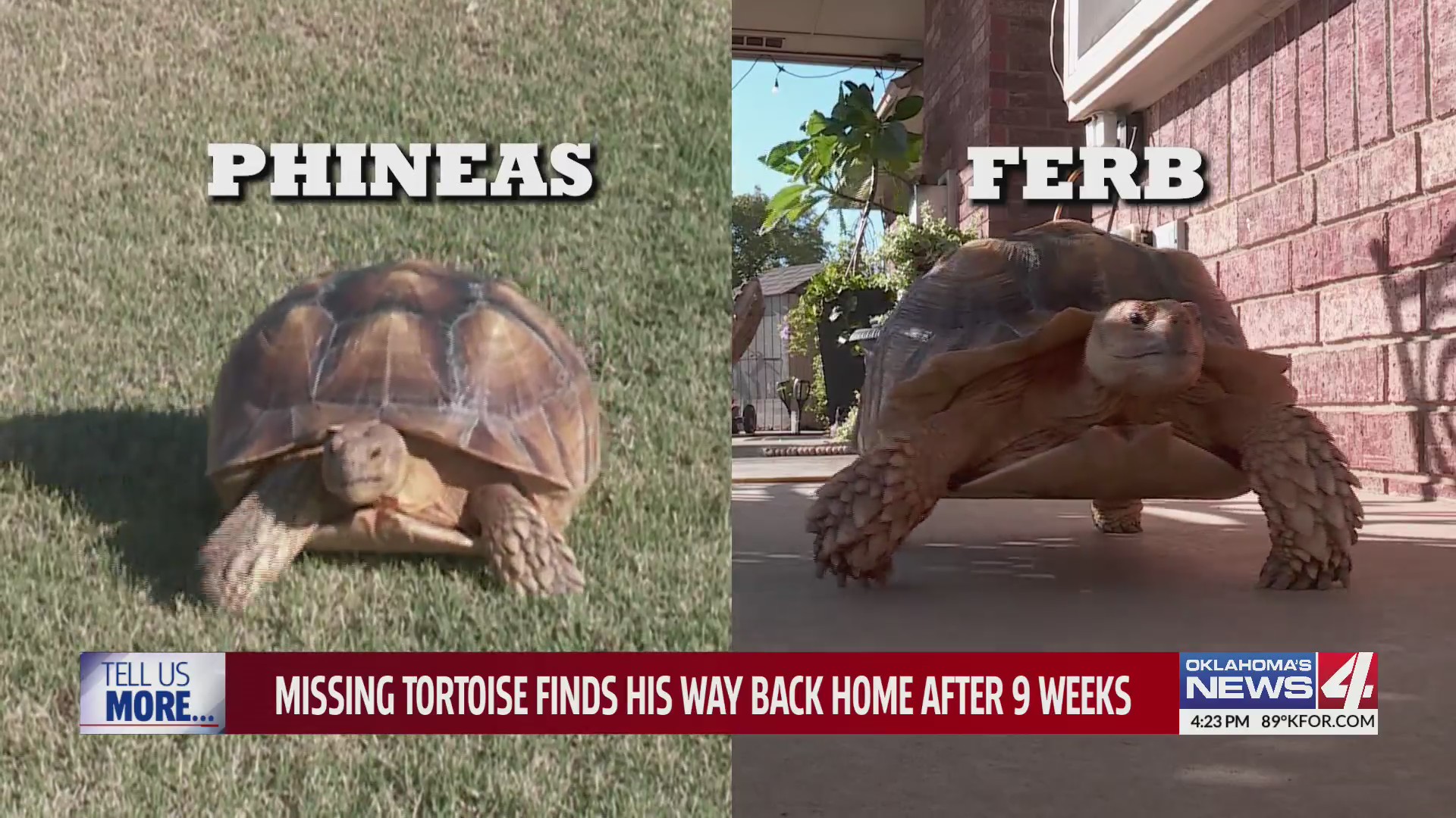 Missing tortoise finds his way back home after 9 weeks – WSPA 7NEWS
