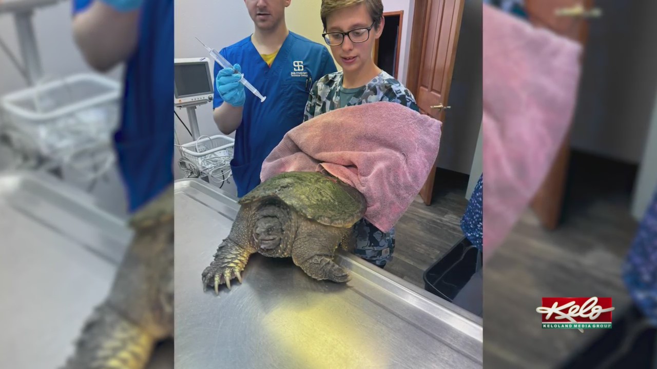 Injured snapping turtle gets free ride to Pierre – KELOLAND.com