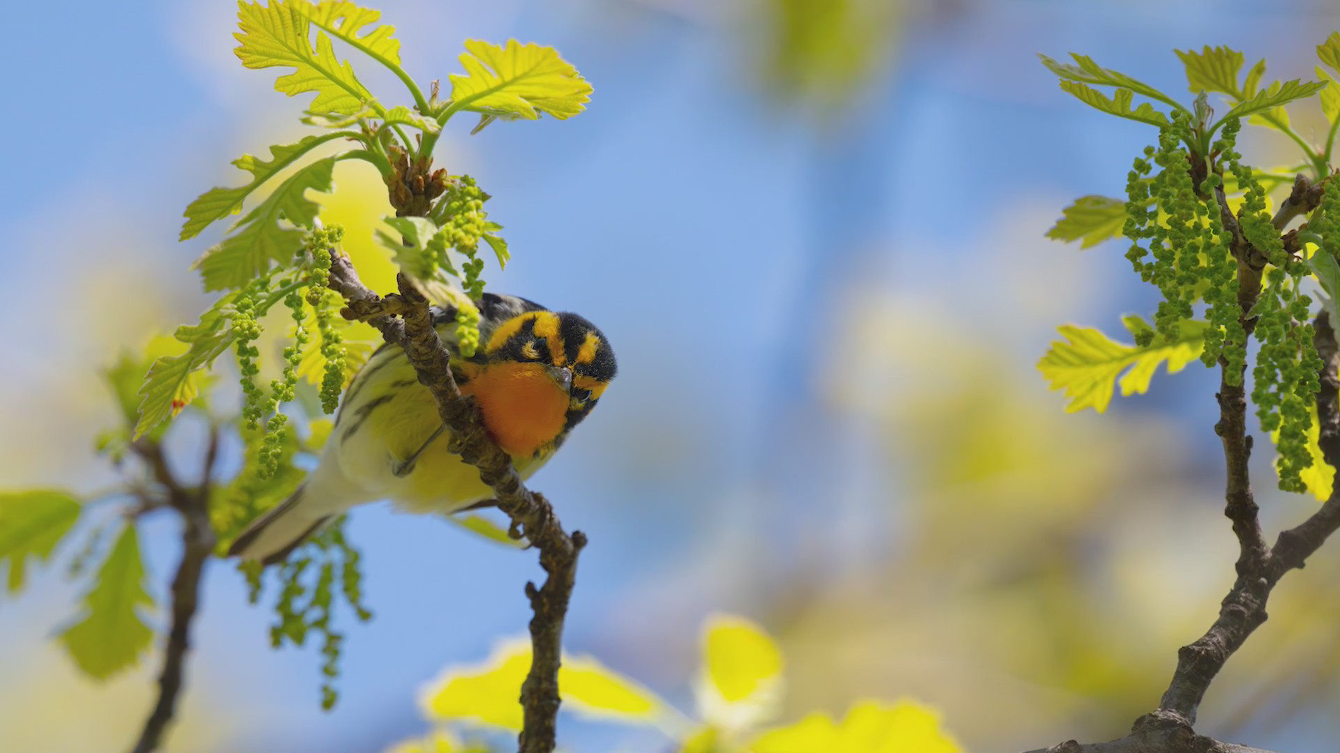 How To Spot Migratory Birds in Chicago – FOX 2